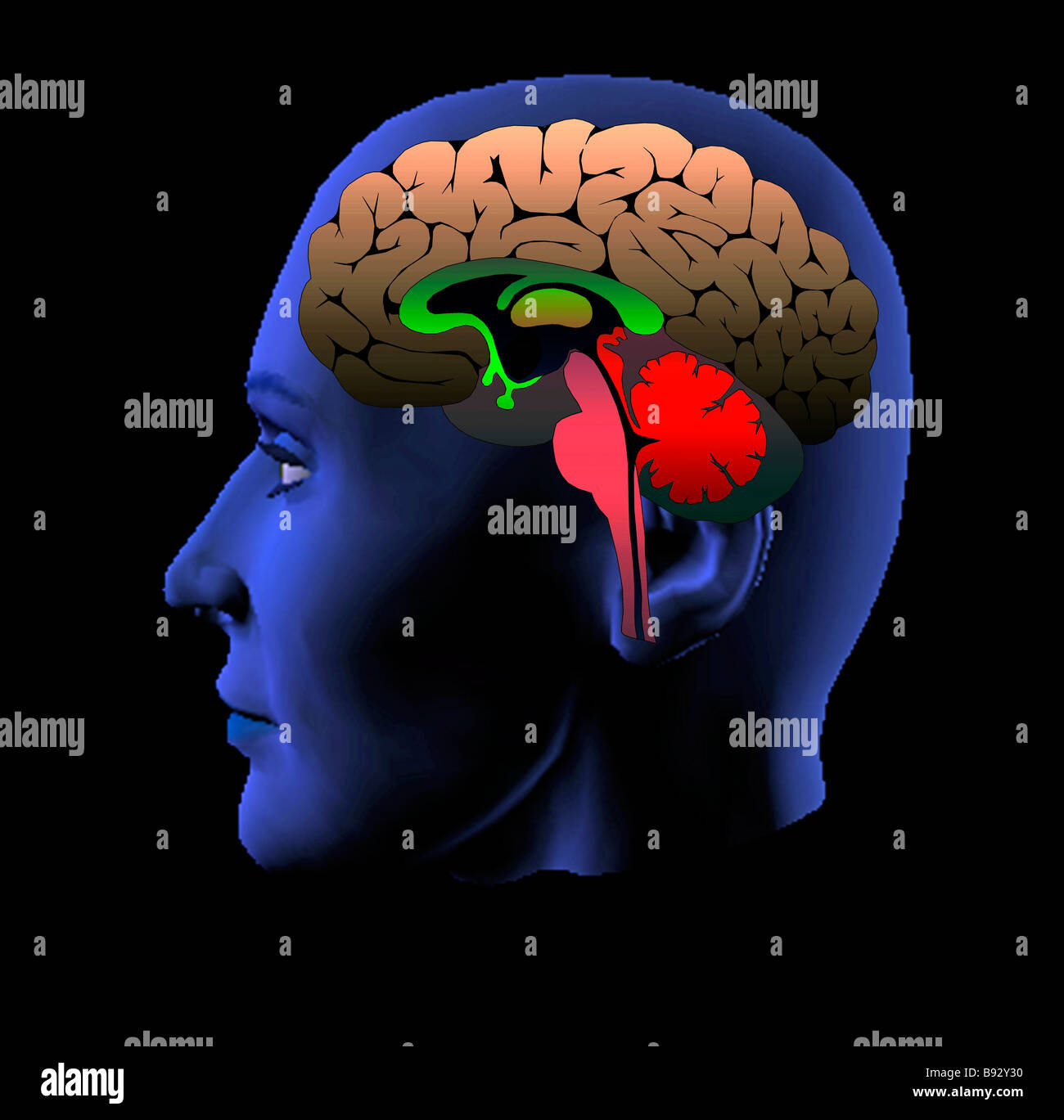 futuristic 3D computer generated male robot head with brain digitally ...