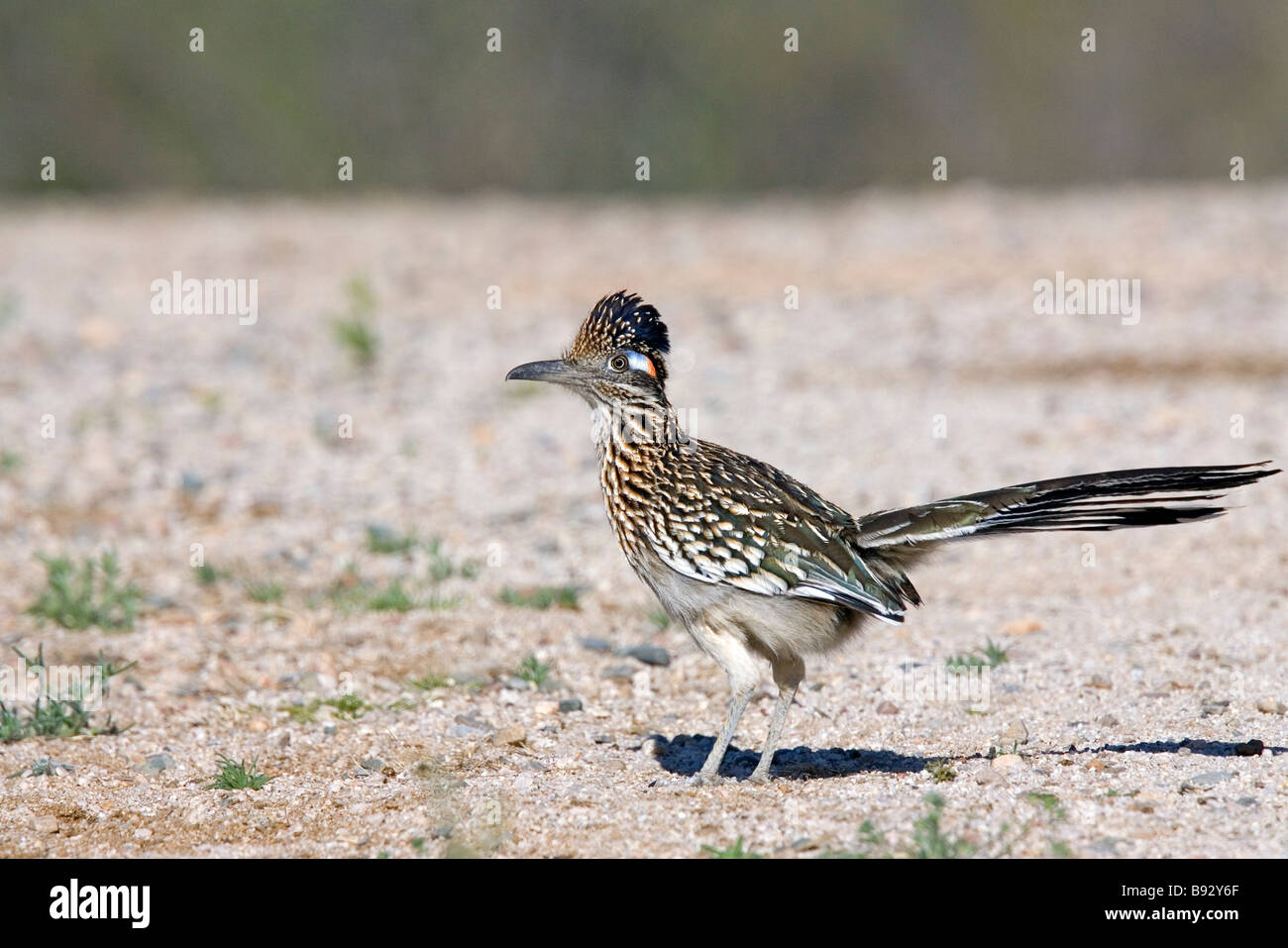 Roadrunner hi-res stock photography and images - Alamy