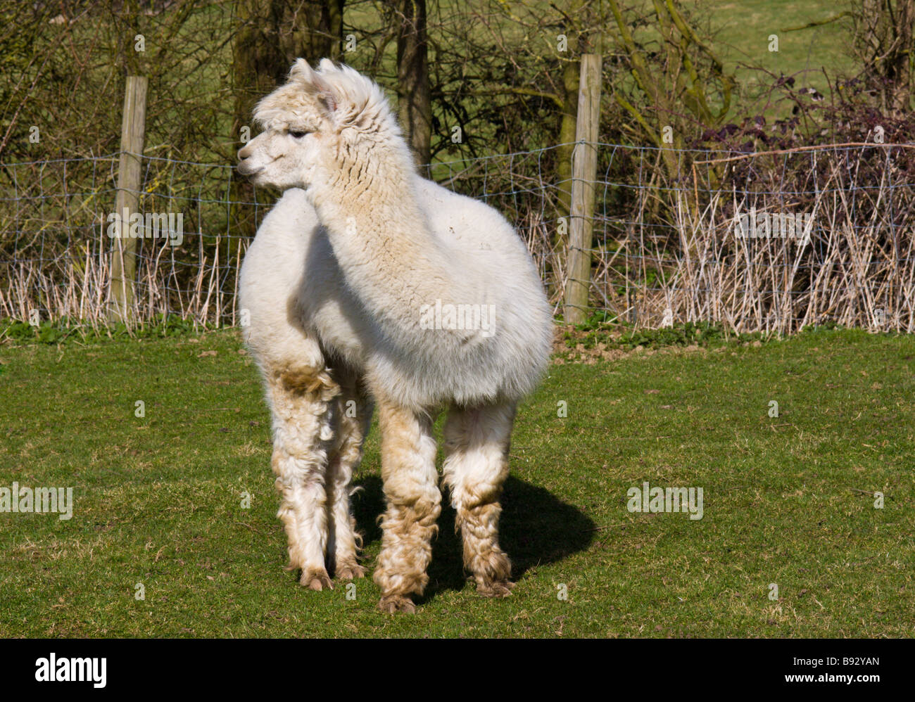 Lamas wool hi-res stock photography and images - Alamy