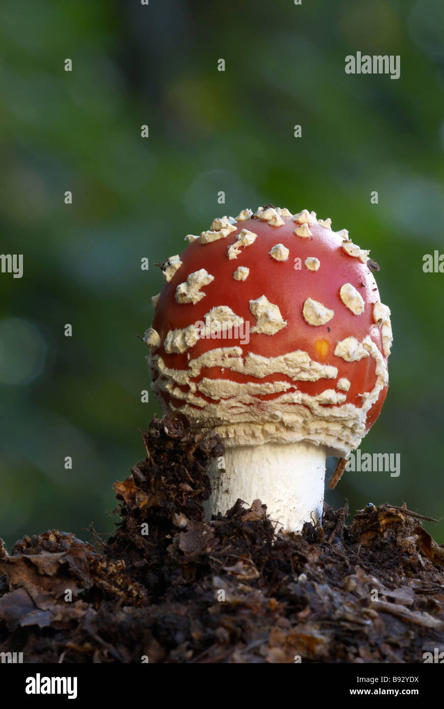 Fly Agaric toadstool fungi Widespread and associated with Birch Stock ...