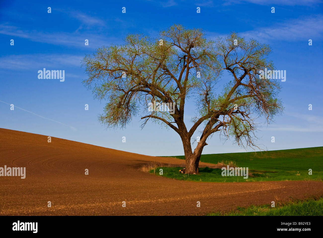 Loan Oak Tree in Palouse Wheat Country Stock Photo - Alamy
