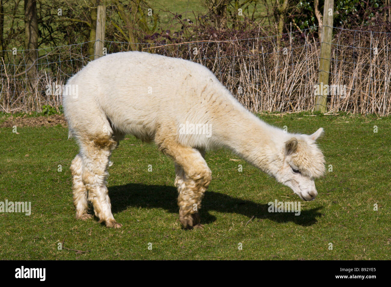 Lama lamas hi-res stock photography and images - Alamy
