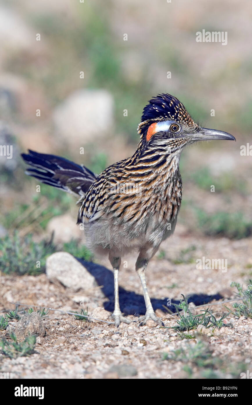 Roadrunner hi-res stock photography and images - Alamy