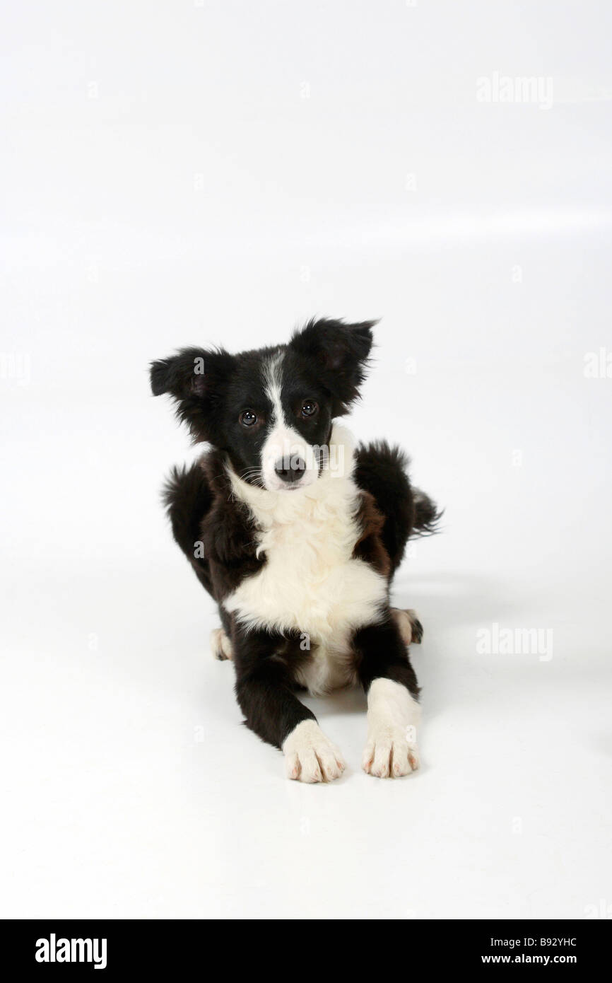 Border Collie puppy 4 month Stock Photo - Alamy