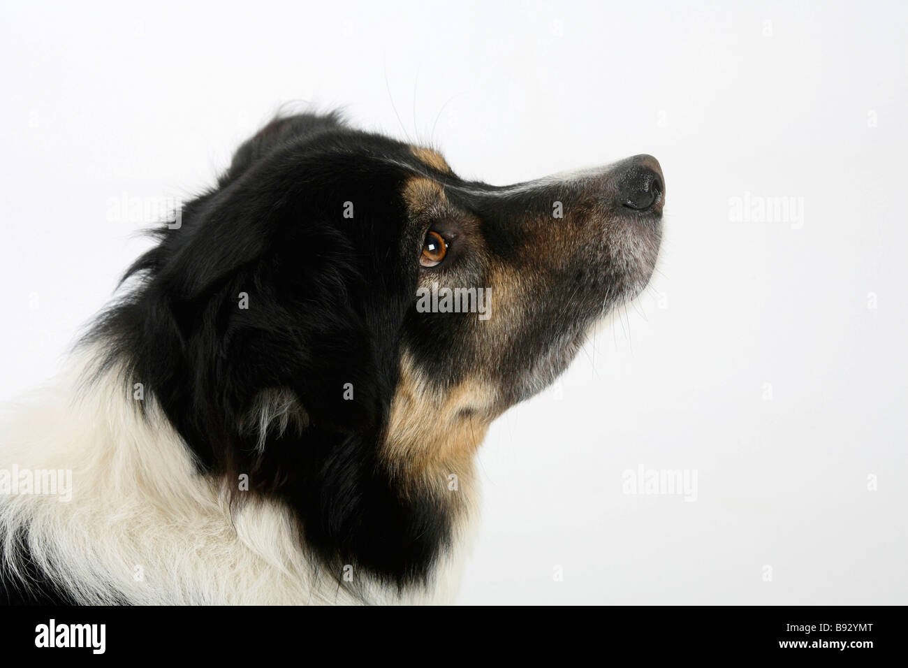 Border Collie 7 years old tricolour side profile Stock Photo - Alamy