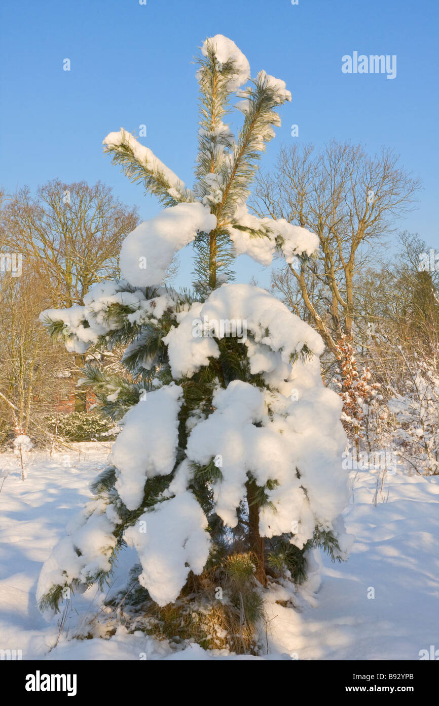 Conifer tree evergreen snow hi-res stock photography and images - Alamy
