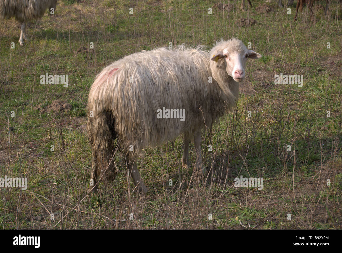 Sheep rearing hi-res stock photography and images - Alamy