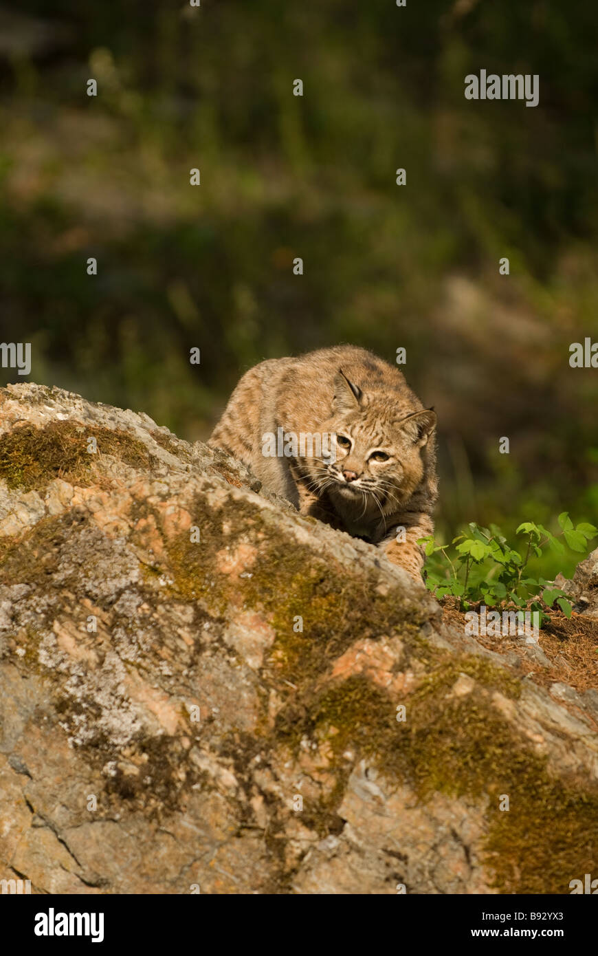 Bobcat jumping hi-res stock photography and images - Alamy