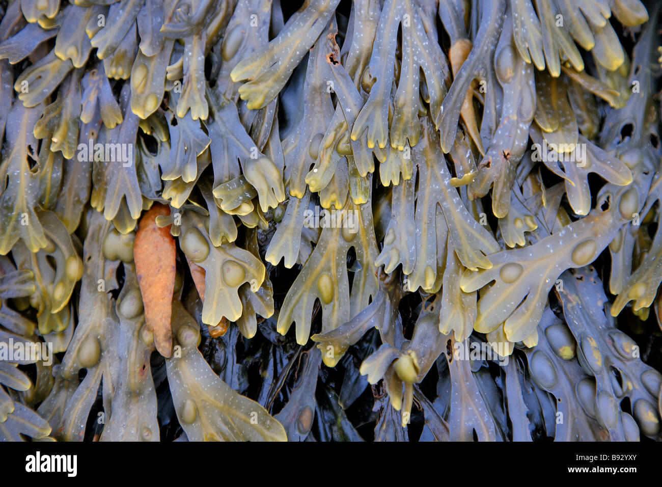 Shoreline texture hi-res stock photography and images - Alamy