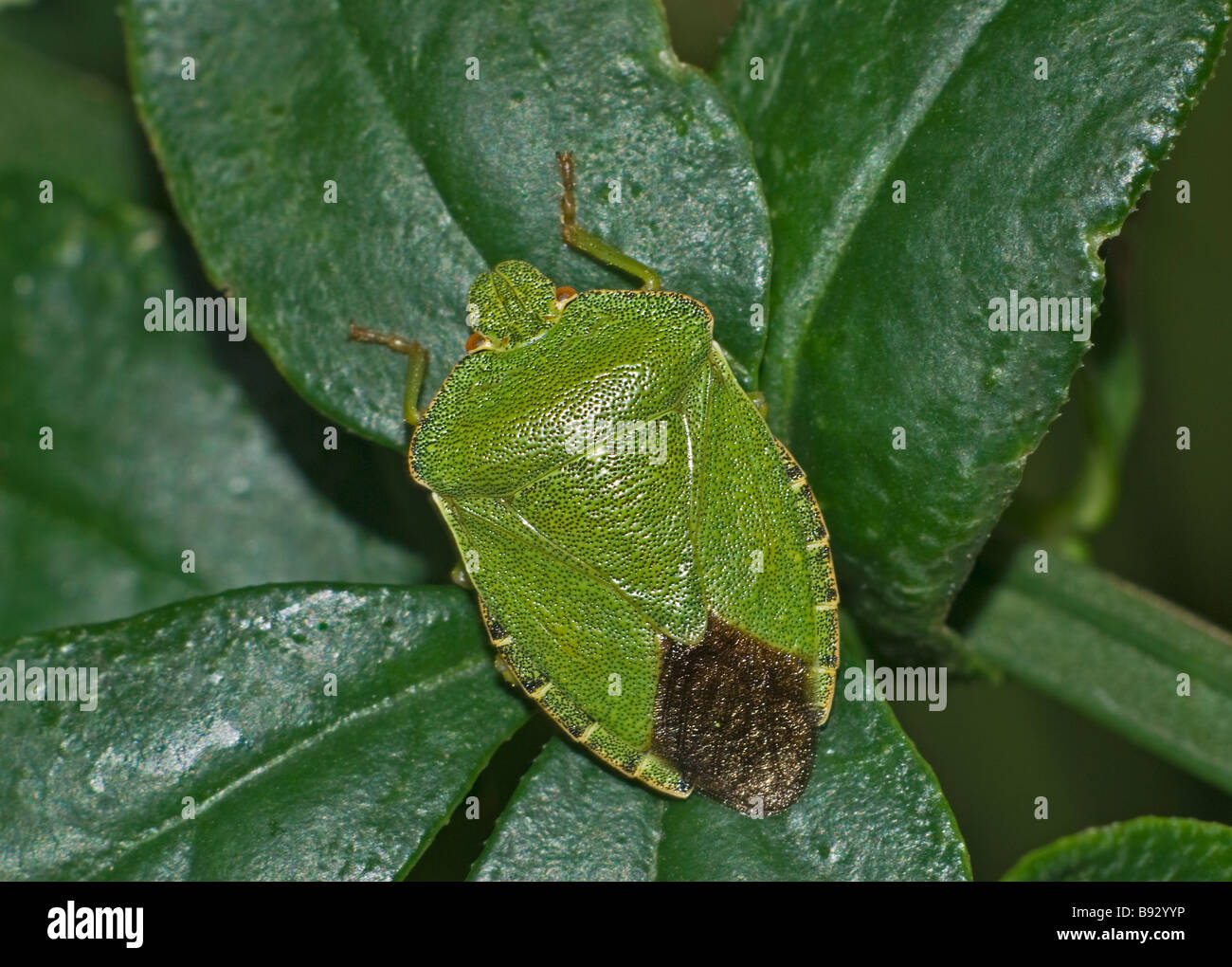 Green shieldbug uk hi-res stock photography and images - Alamy