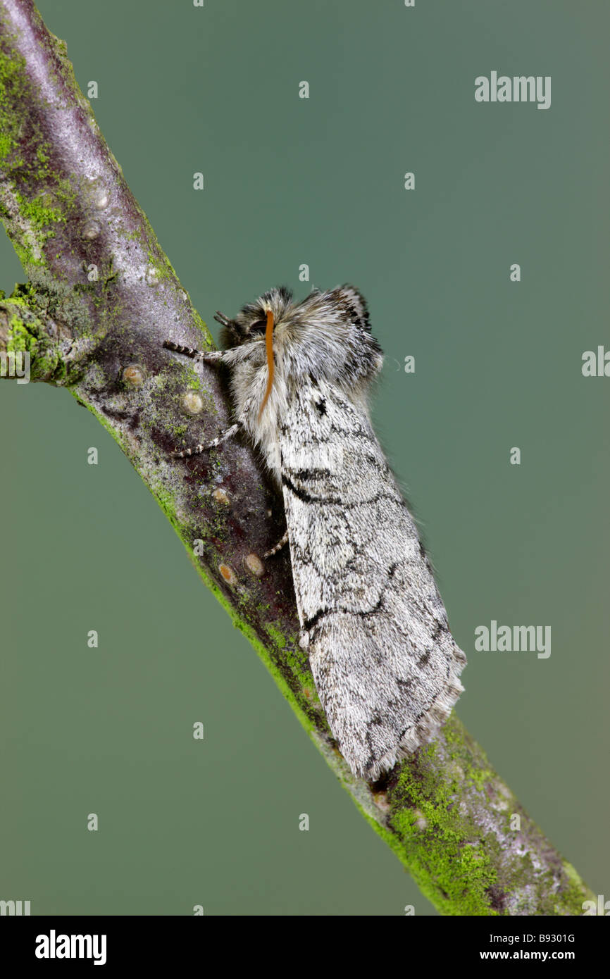 Yellow Horned Achlya flavicornis Stock Photo - Alamy