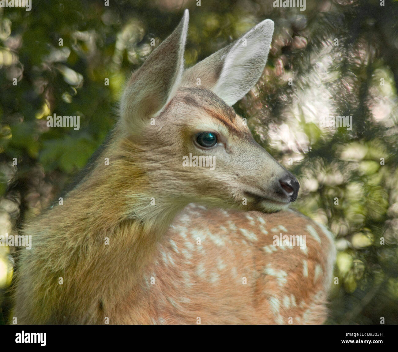 Nervously looking up hi-res stock photography and images - Alamy