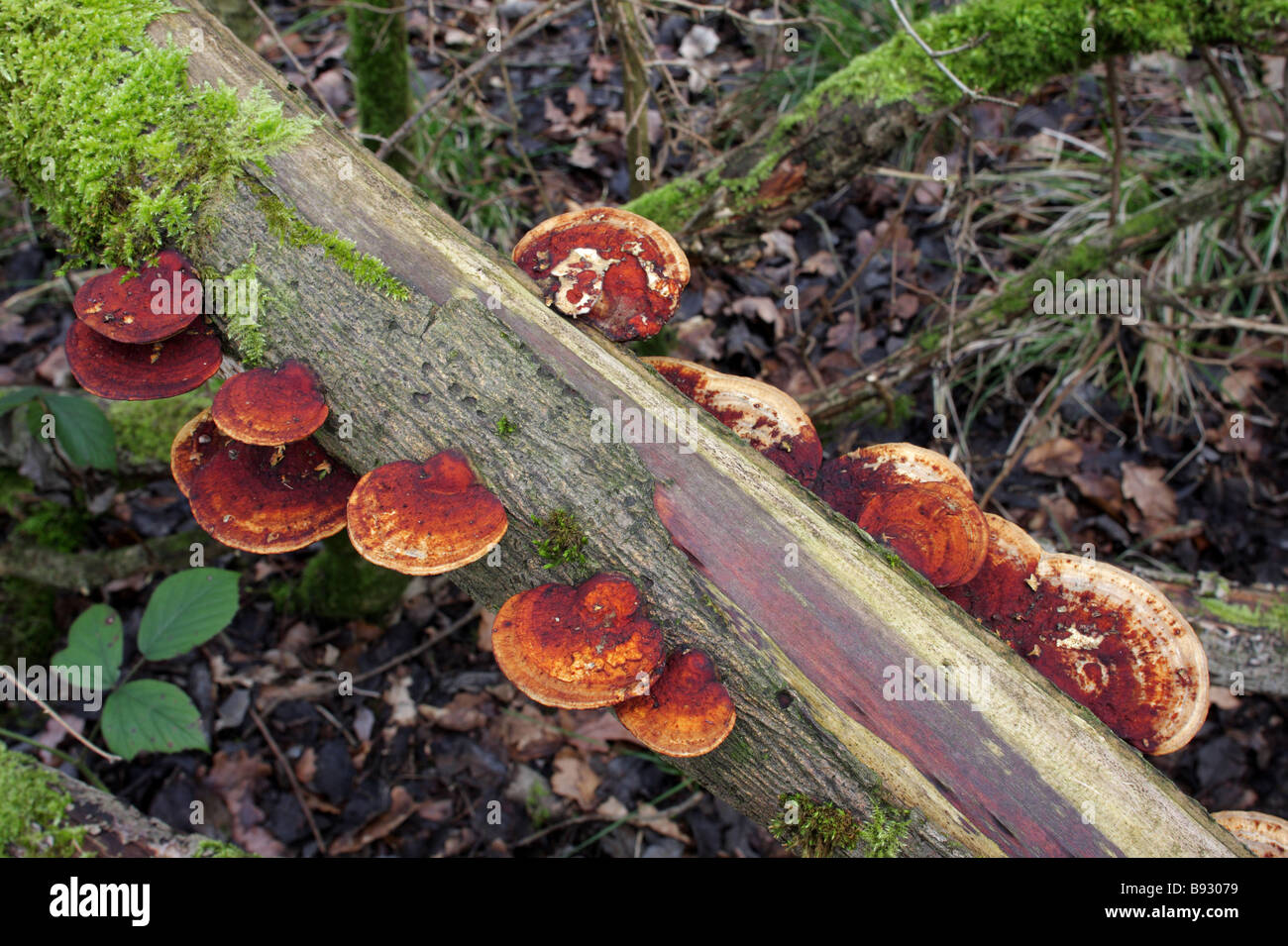 Blushing Bracket - Daedaleopsis confragosa Stock Photo - Alamy