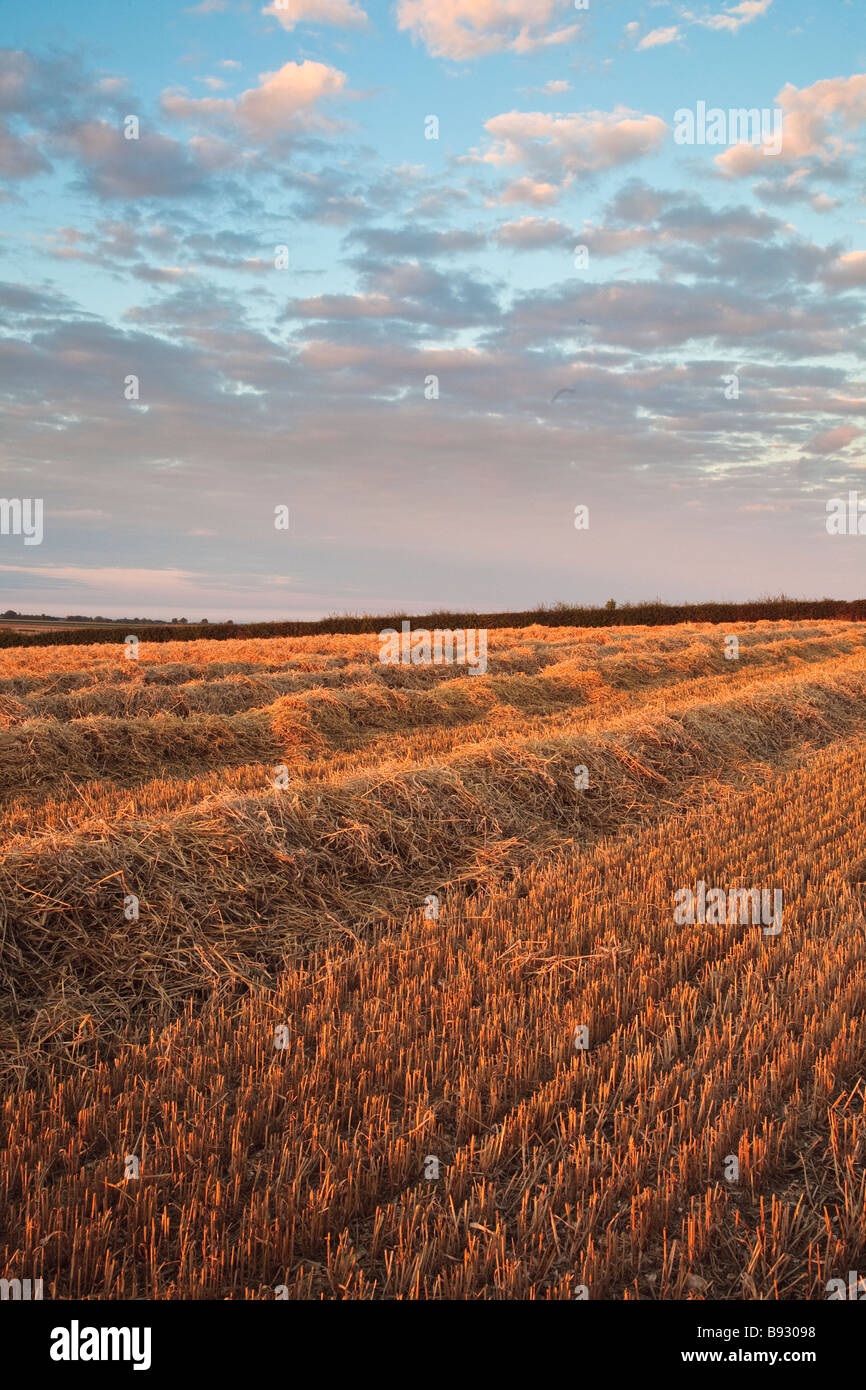 Wheat Field After Harvest, near South Dalton, East Yorkshire, England ...