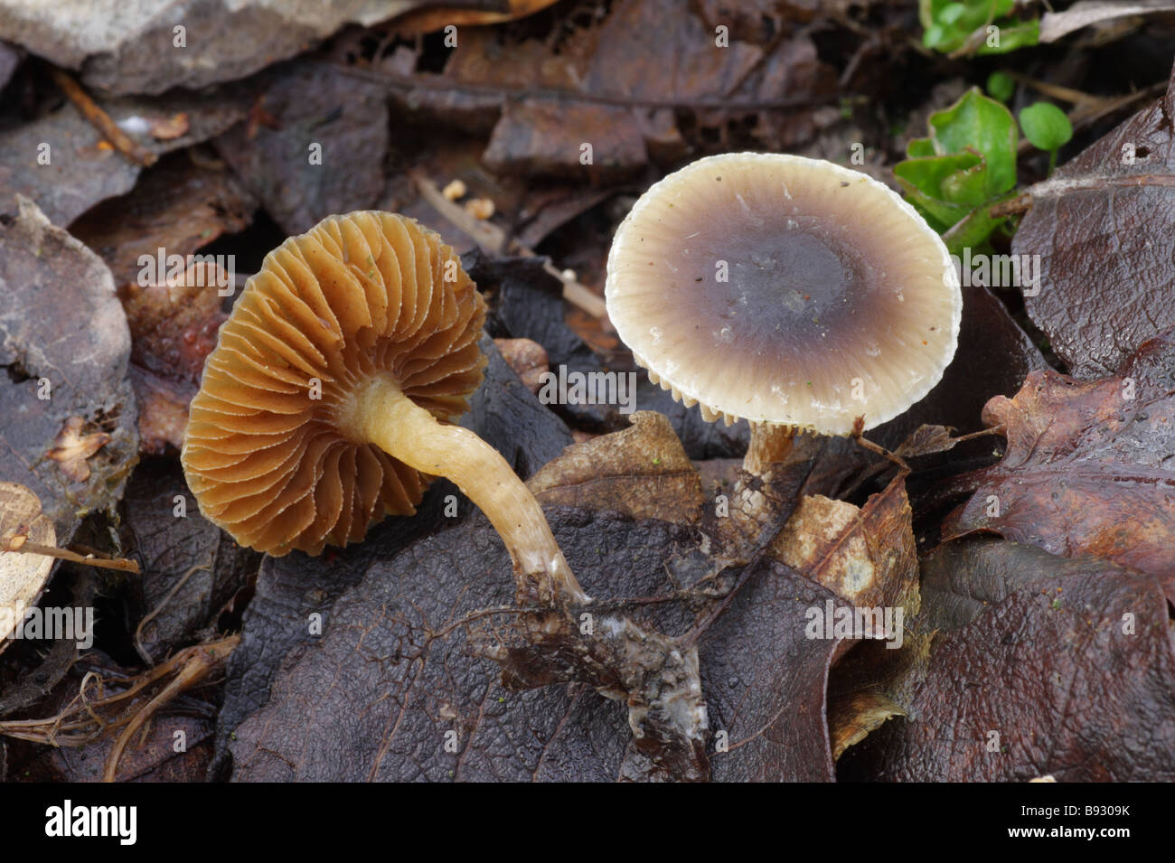 Winter twiglet hi-res stock photography and images - Alamy