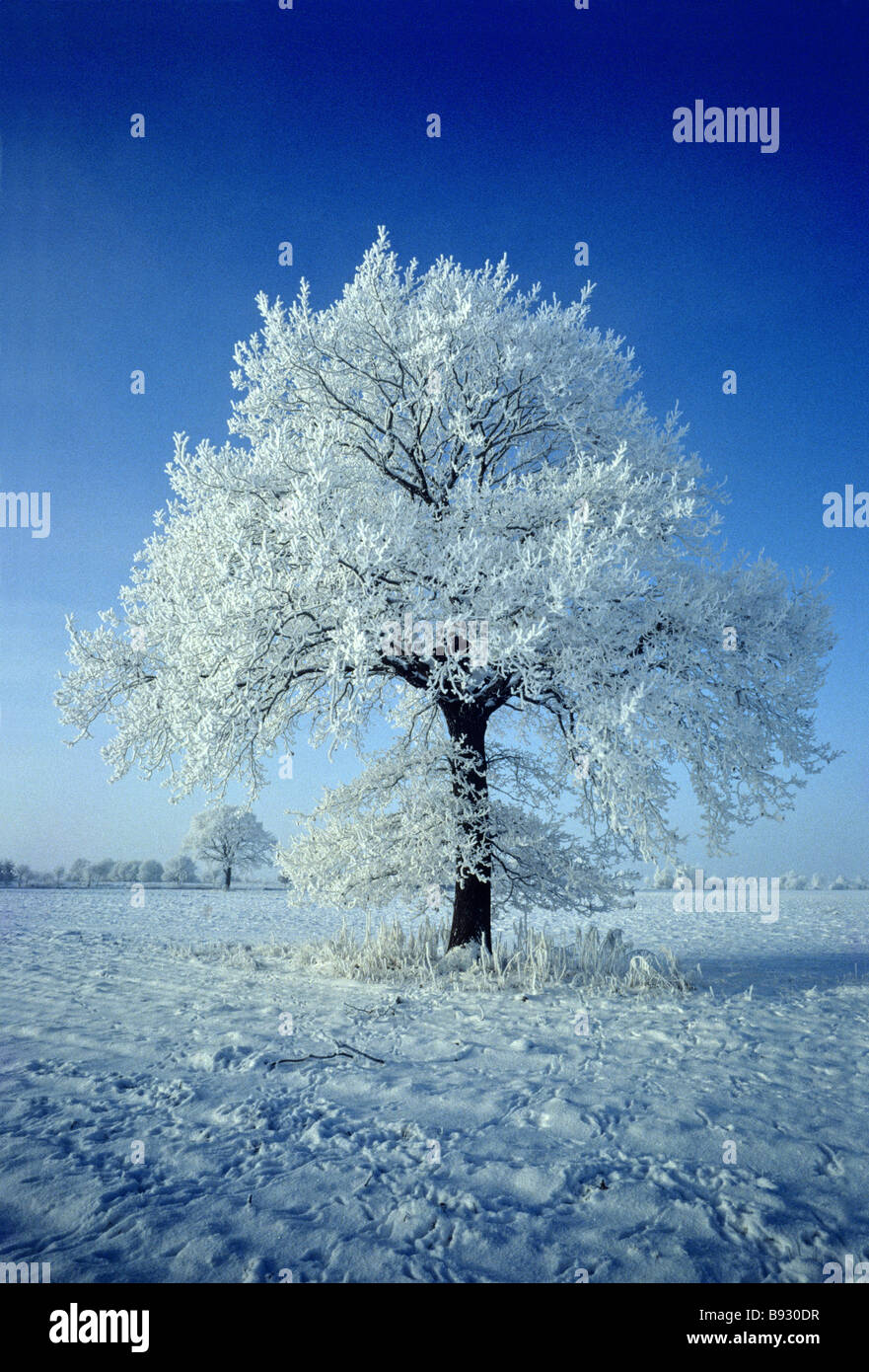 Frost oak tree hi-res stock photography and images - Alamy