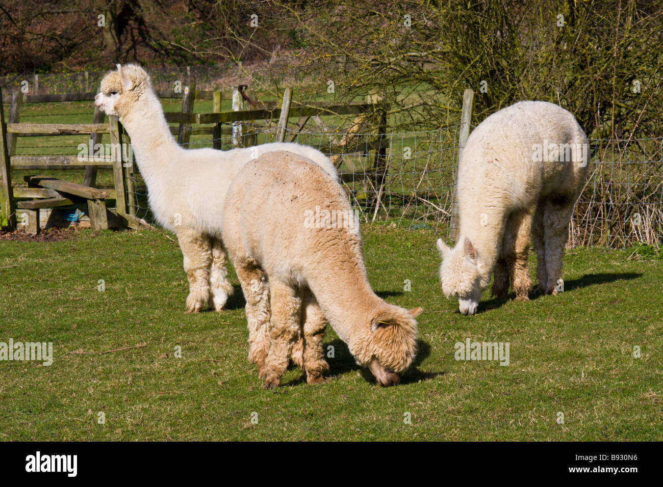 Three lamas hi-res stock photography and images - Alamy