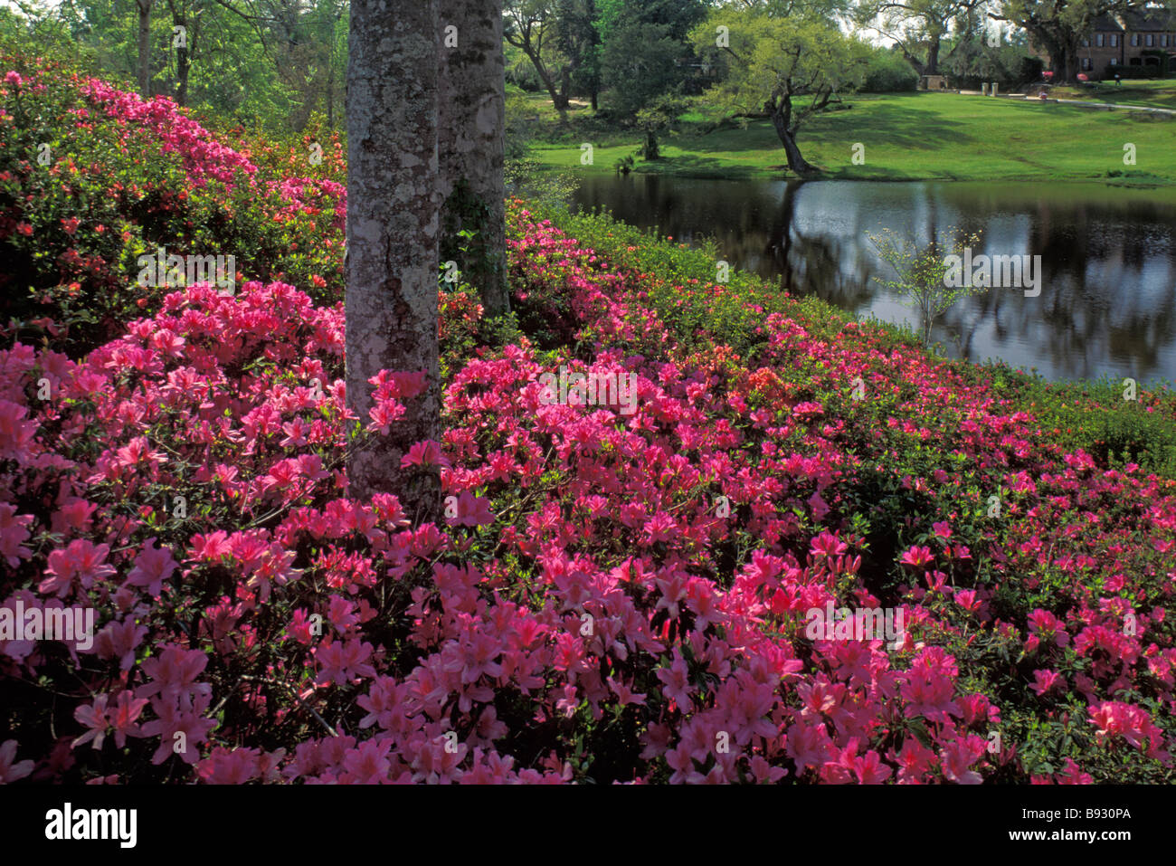 Azaleas at Rice Mill Pond Stock Photo - Alamy