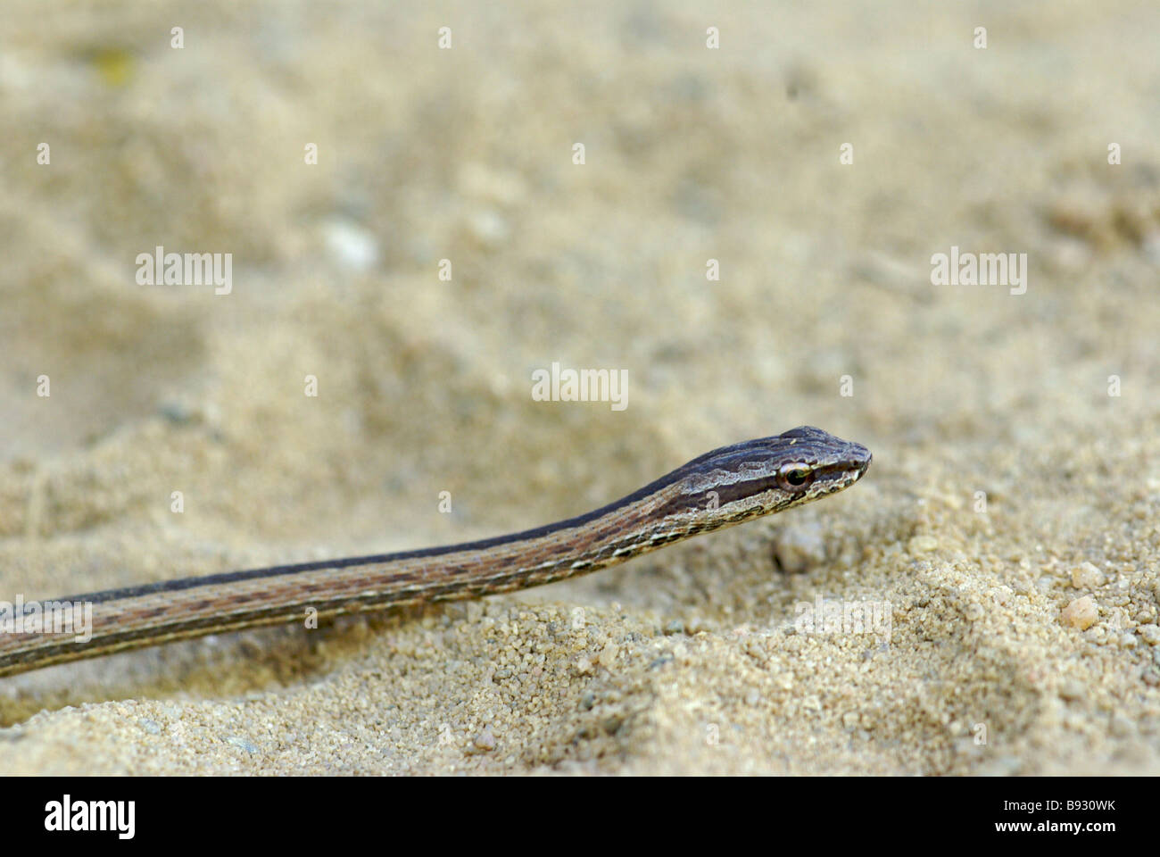 Young Common Big-eyed Snake (Mimophis mahfalensis) on sandy trail in ...