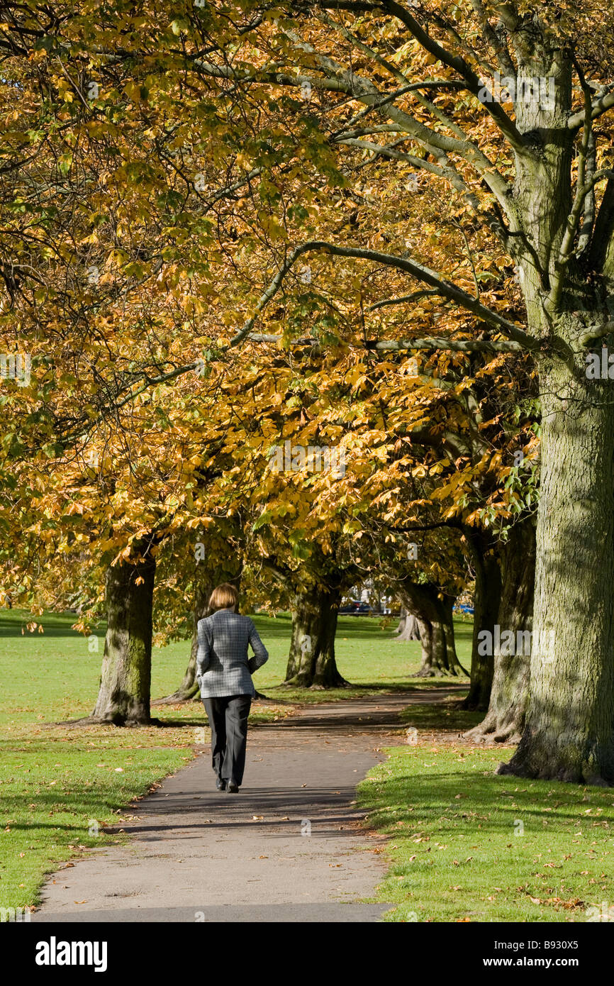Of bower avenue hi-res stock photography and images - Alamy