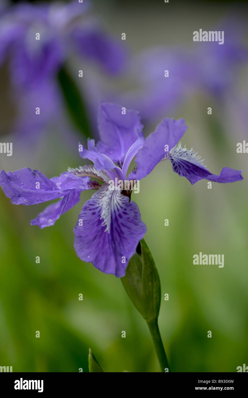 deep blue iris Stock Photo - Alamy