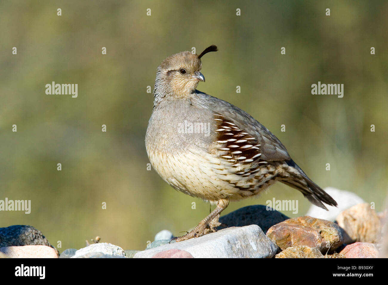 Singing quail hi-res stock photography and images - Alamy