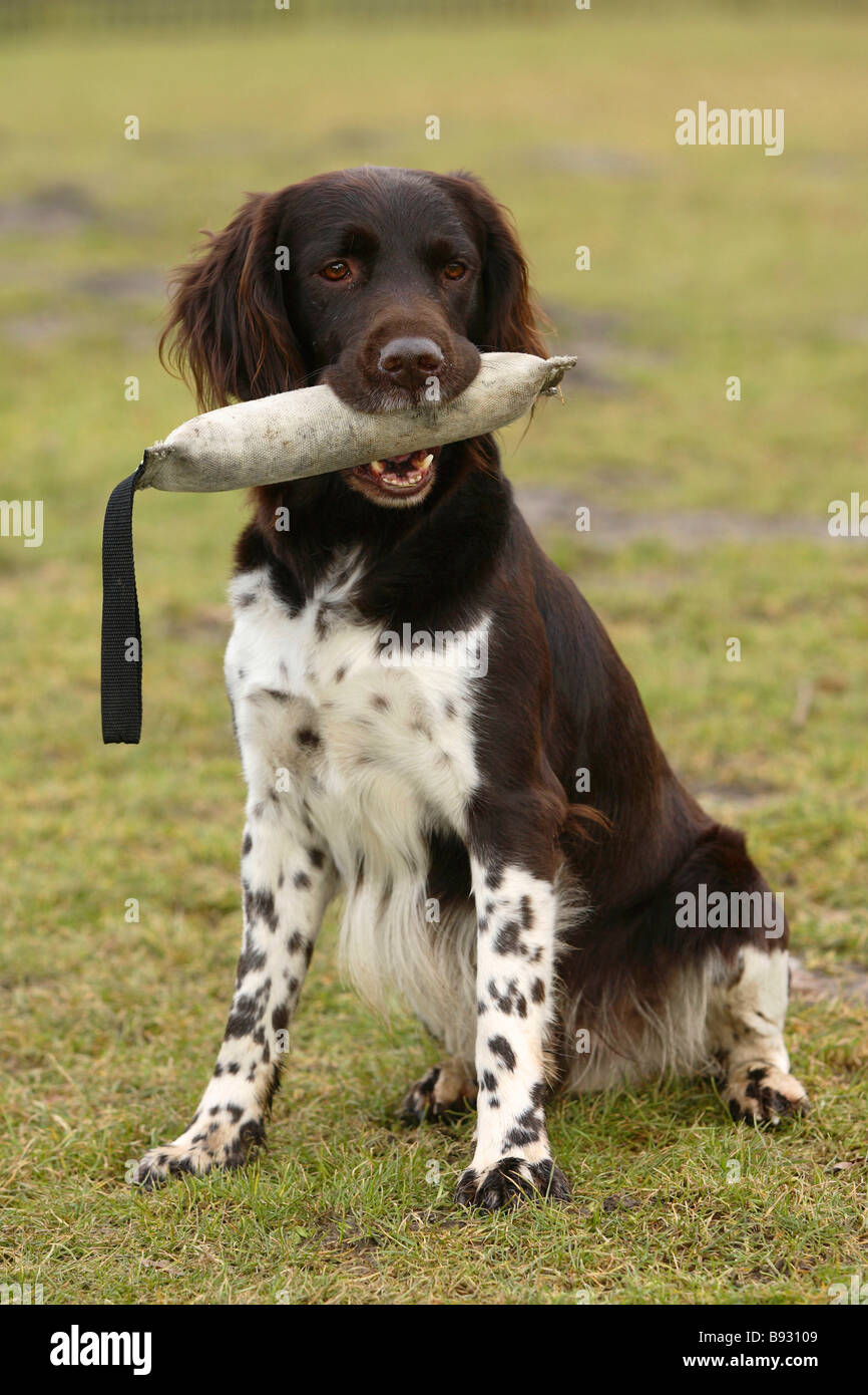 Dummy Animals High Resolution Stock Photography and Images - Alamy