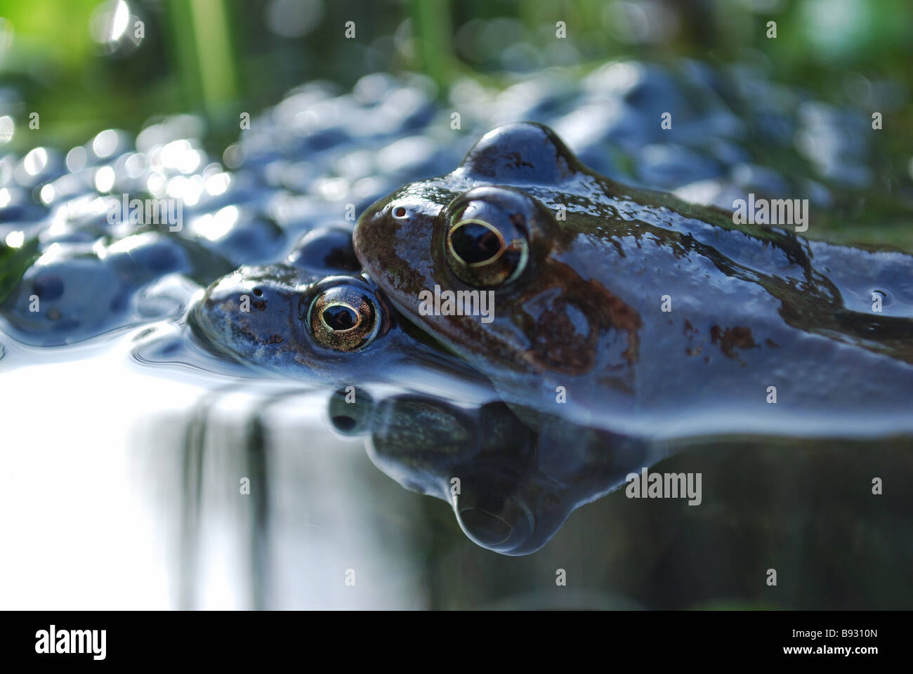 Frogs during breeding season Stock Photo - Alamy