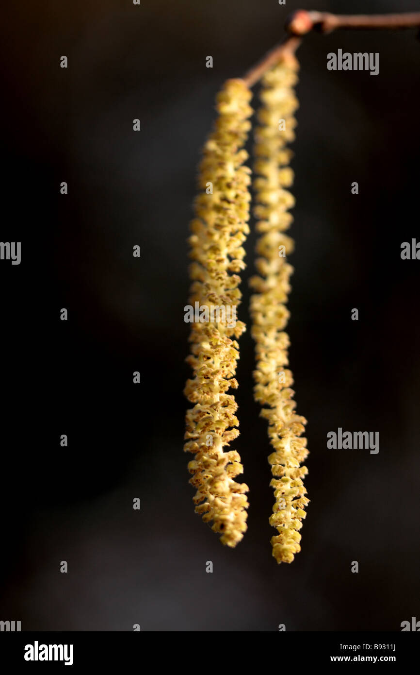 Wildflower photographs hi-res stock photography and images - Alamy