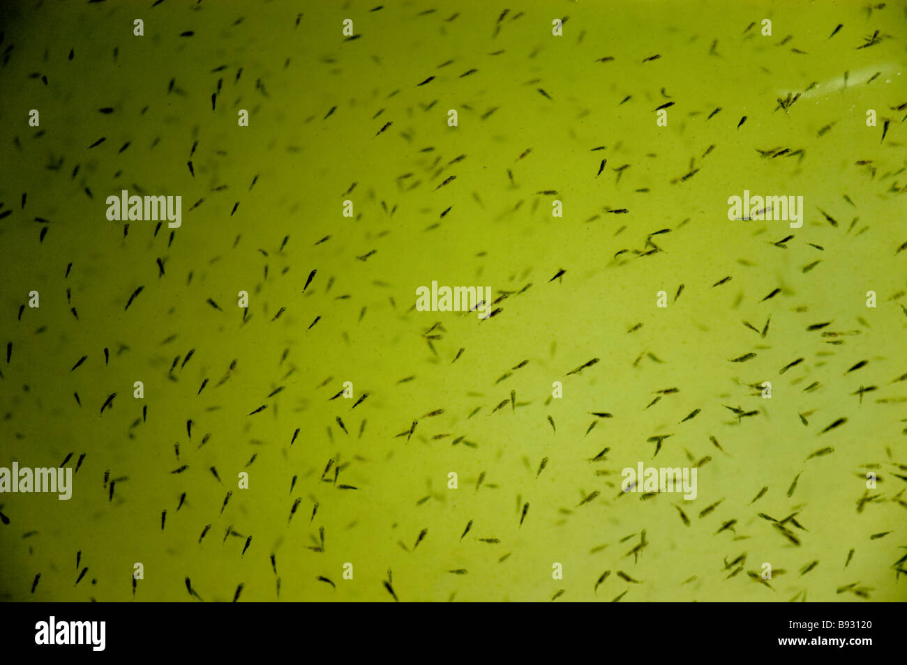 gilt head bream Sparus aurata larvae in an intensive pool enriched with ...