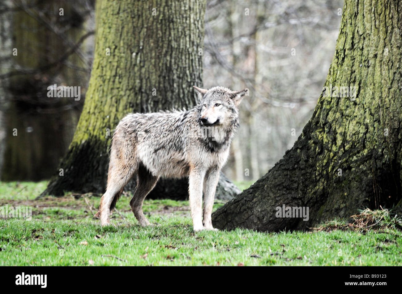 Timber wolf animal profile view hi-res stock photography and images - Alamy