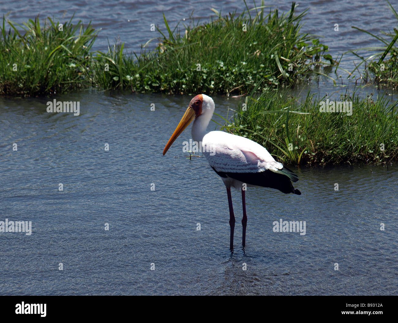 Yellowbill stork wading in shallows Stock Photo - Alamy