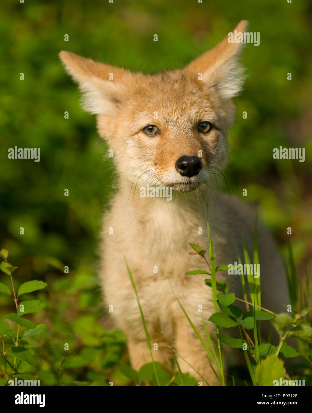 Cute close-up of a coyote puppy in the grass Stock Photo - Alamy