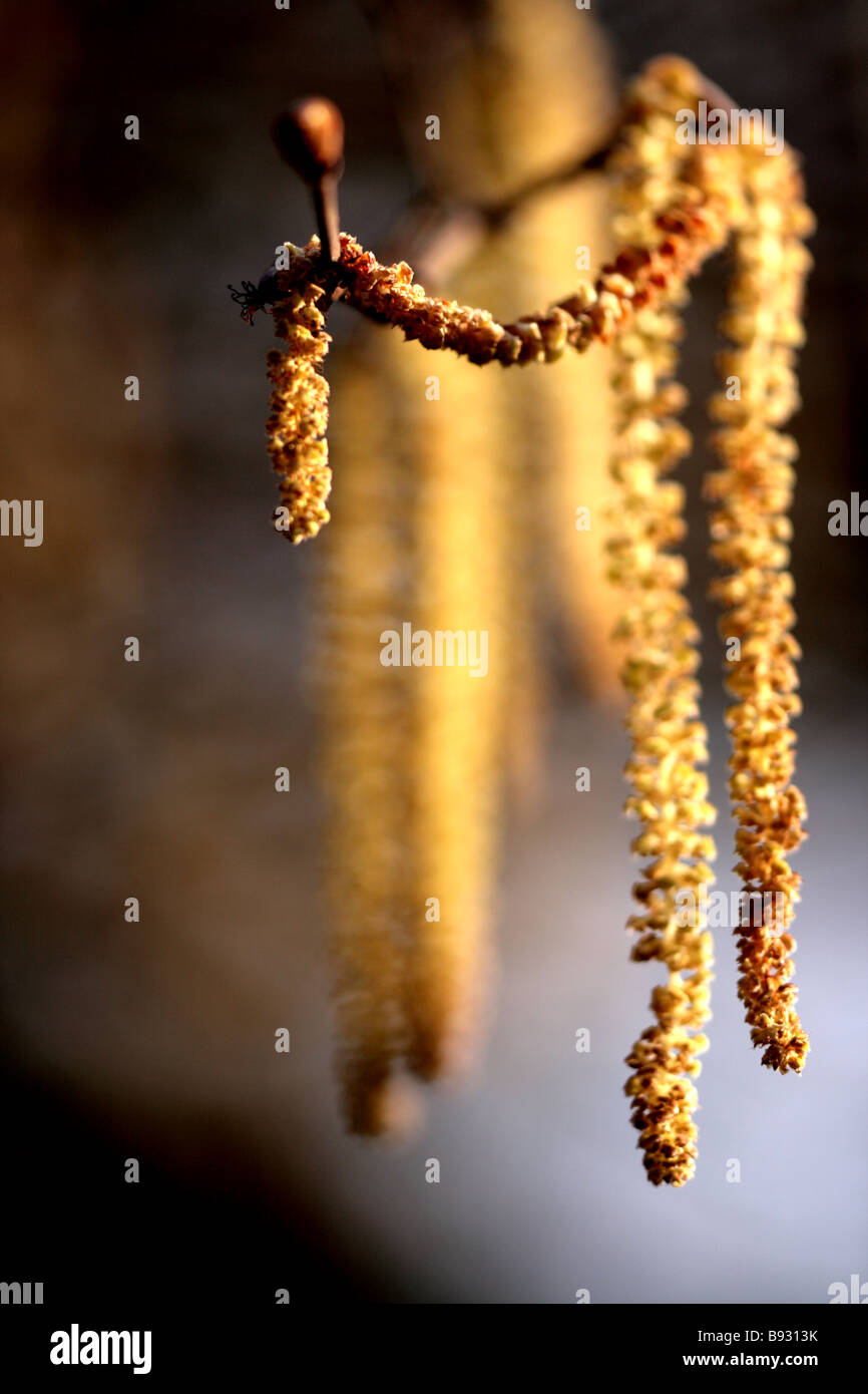 Backlit catkins hi-res stock photography and images - Alamy