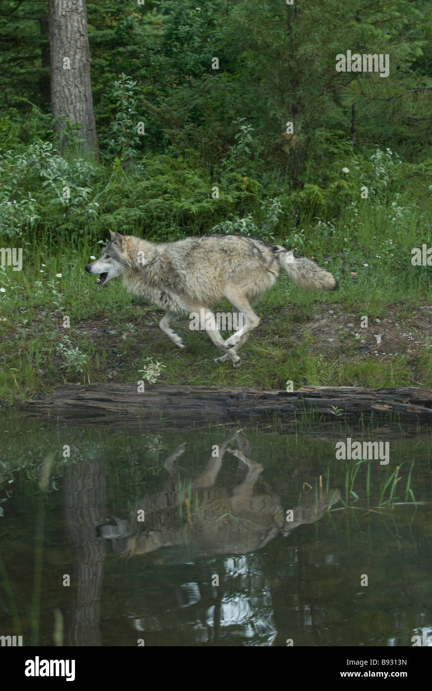One wolf running along the water line of a small lake casting a ...