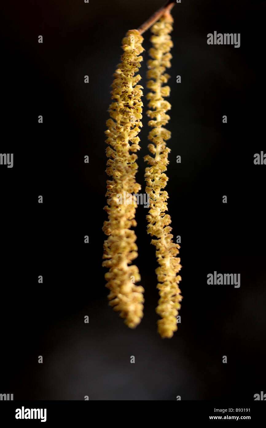 Photograph of catkins hi-res stock photography and images - Alamy