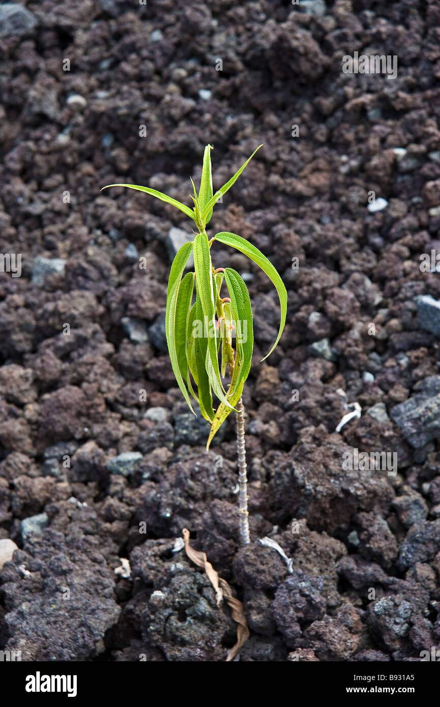 Lava rock with plant hi-res stock photography and images - Alamy