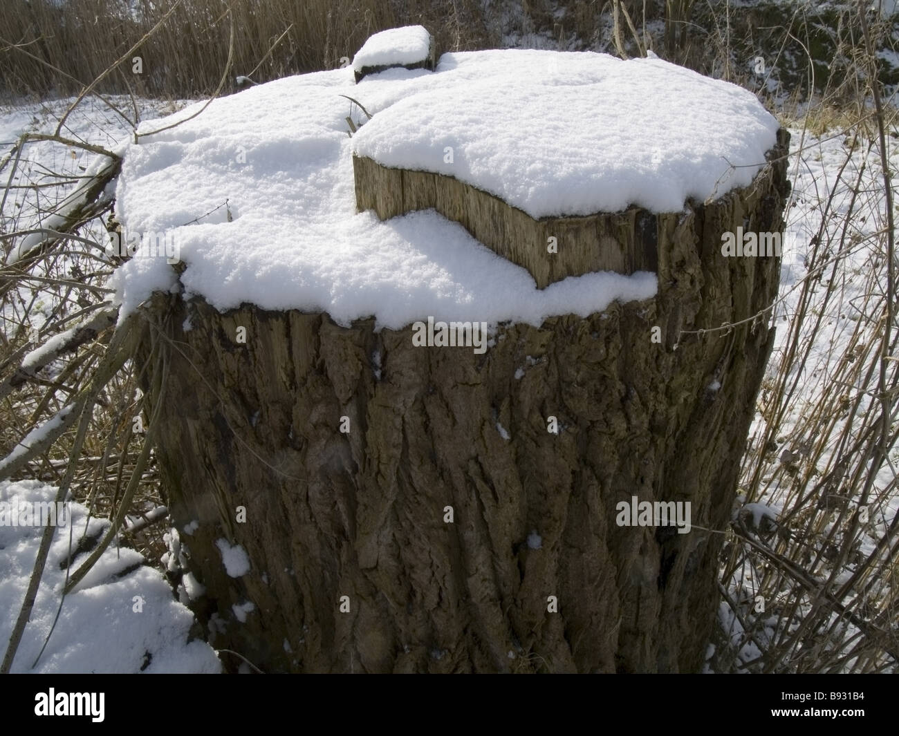 Stump of a poplar Stock Photo - Alamy