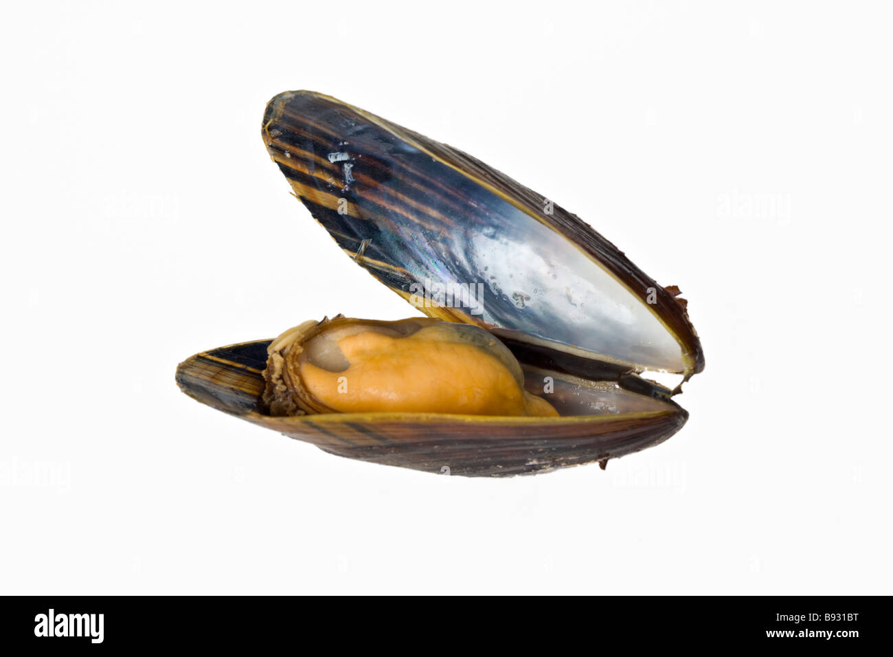 single blue mussel isolated on white background Stock Photo - Alamy
