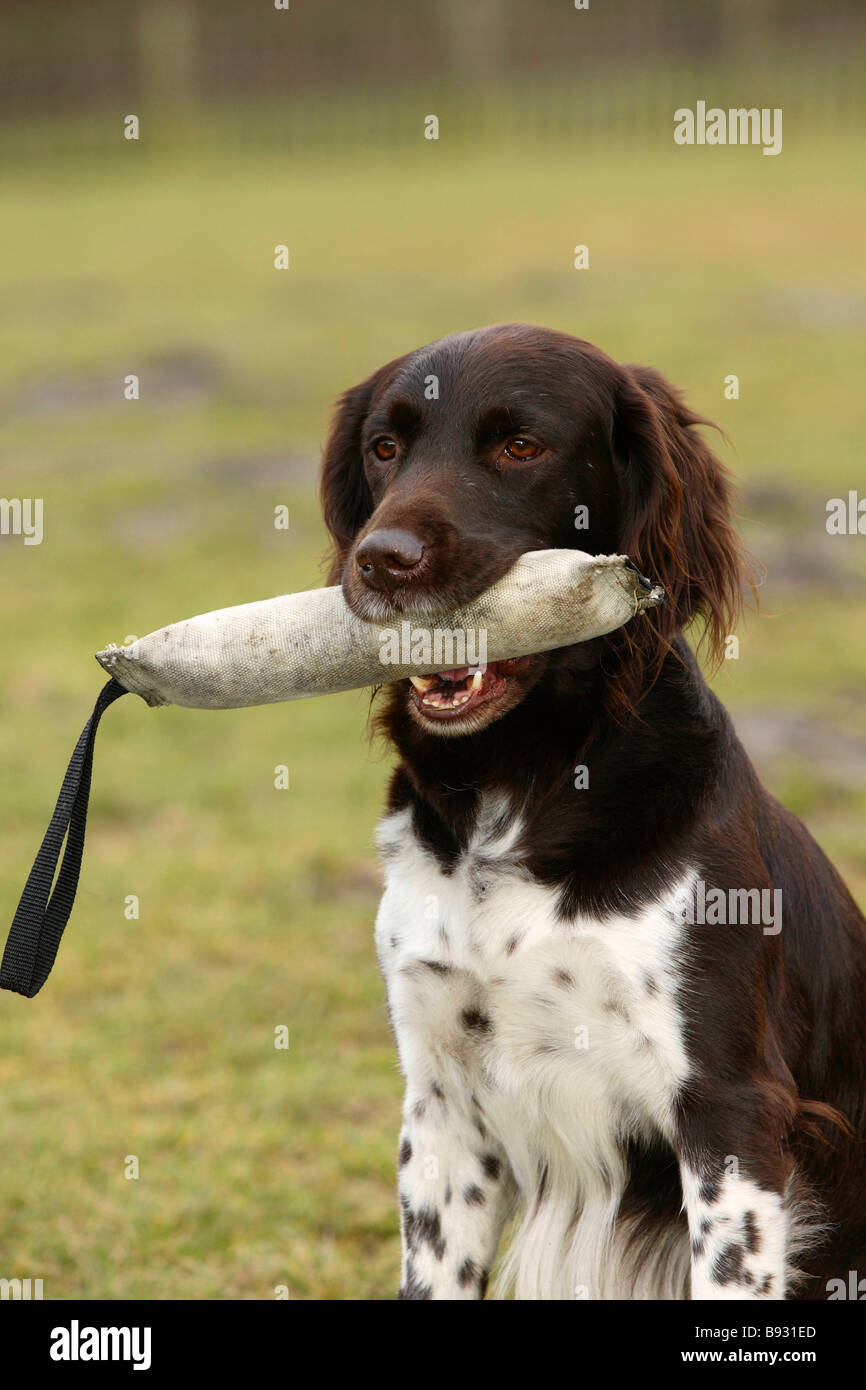 Dummy animals hi-res stock photography and images - Alamy