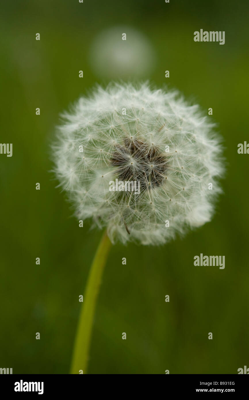Dandelion head after flowering Stock Photo - Alamy