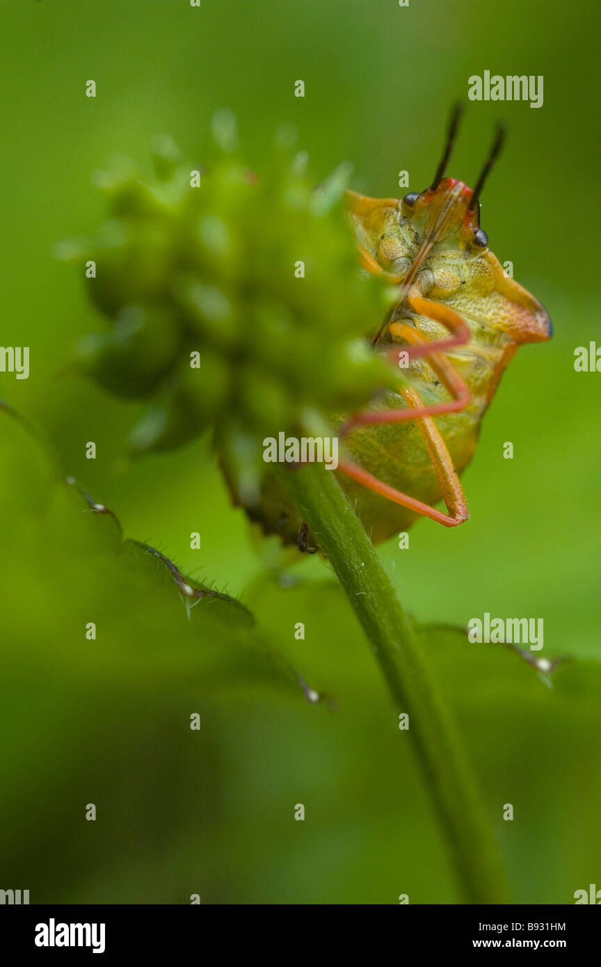 Red shield bug hi-res stock photography and images - Alamy