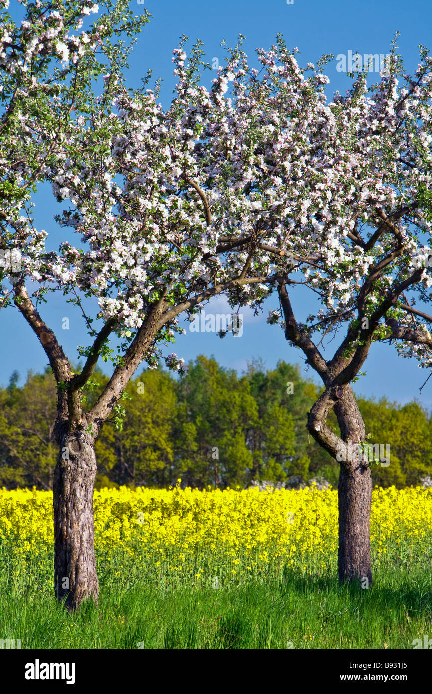 BLOOMING TREES IN SPRINGTIME Stock Photo - Alamy