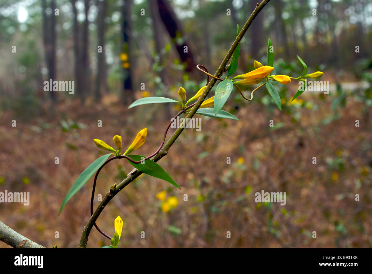 yellow jessamine vine in The Woodlands, Texas Stock Photo - Alamy