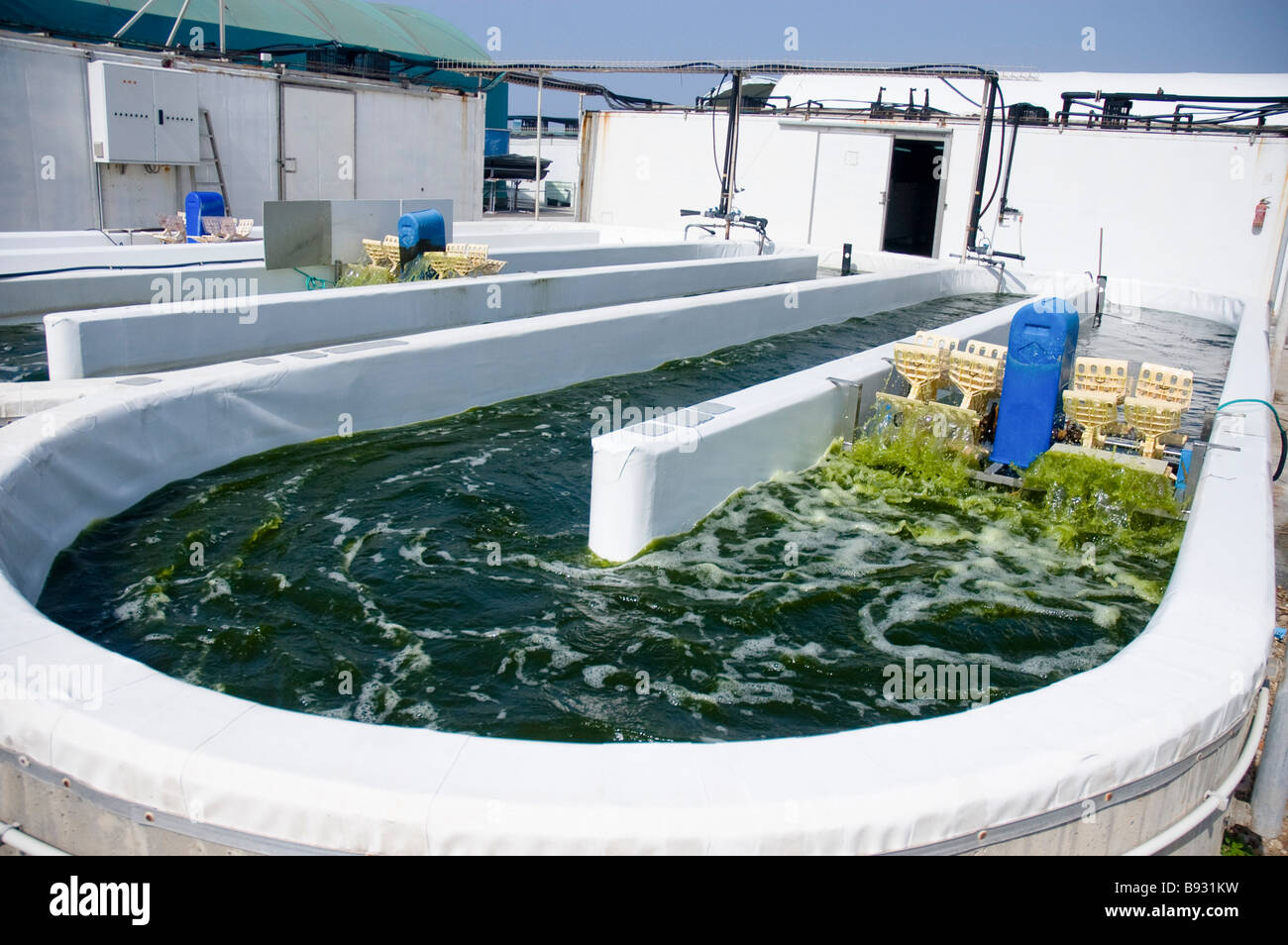 Algae Biofuel Farm