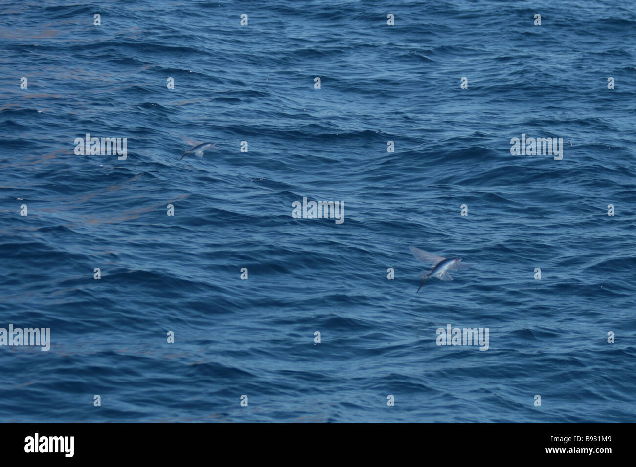 Flying fish (Cheilopogon pinnatibarbatus melanocercus) New Zealand ...