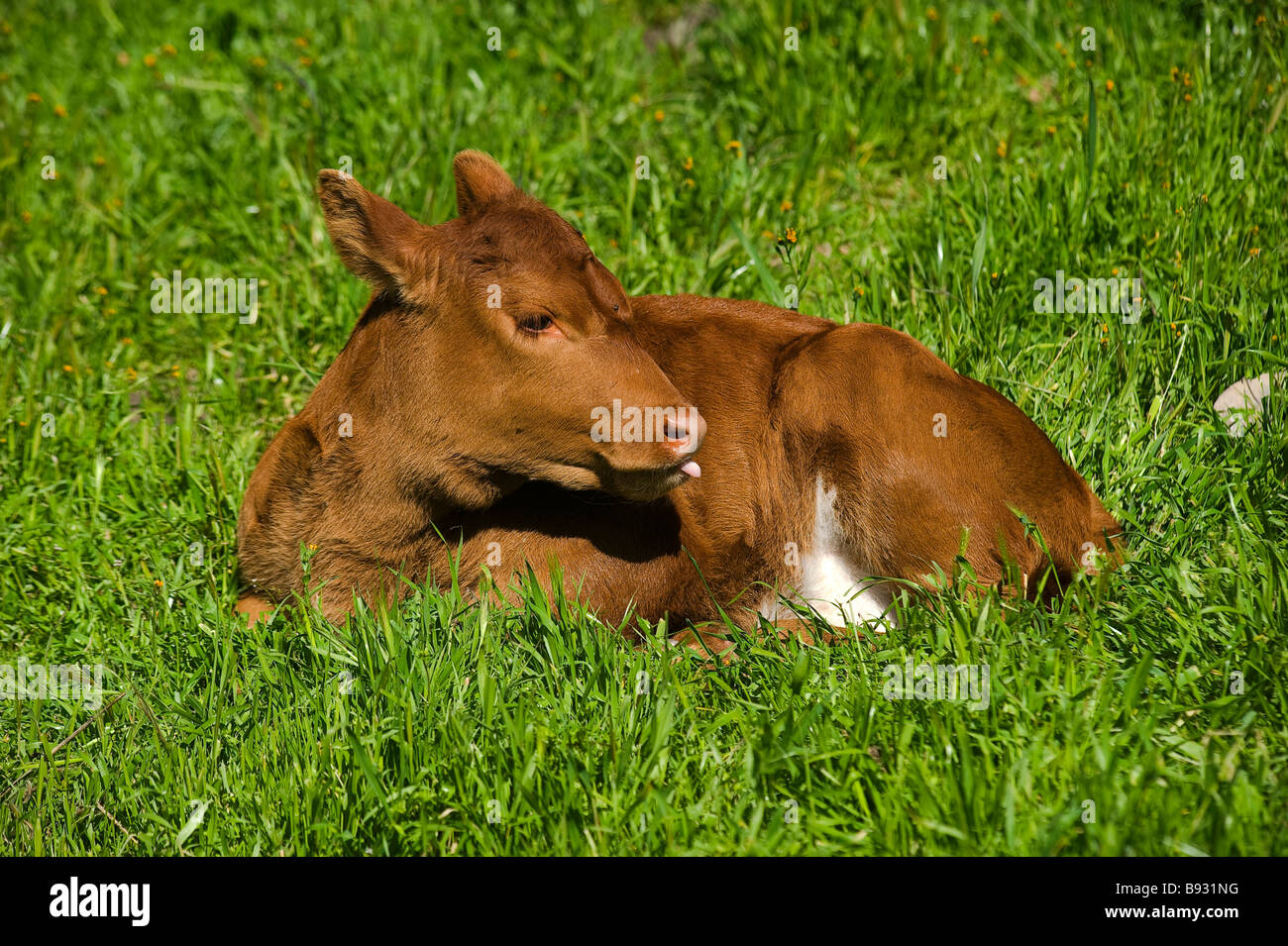 Bovine cow steer bull calf hi-res stock photography and images - Alamy