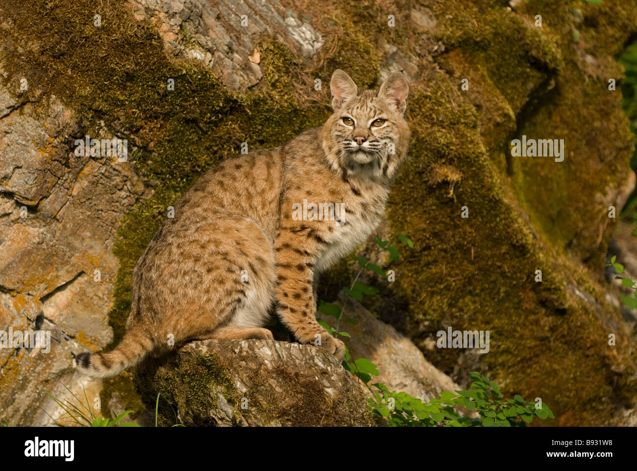 Classical portrait of an adult bobcat sitting on a rock Stock Photo - Alamy