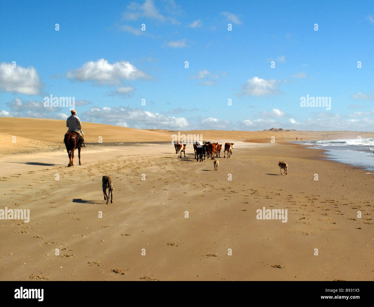 Peasant on horseback running with cattle along Cabo Polonio's beach ...