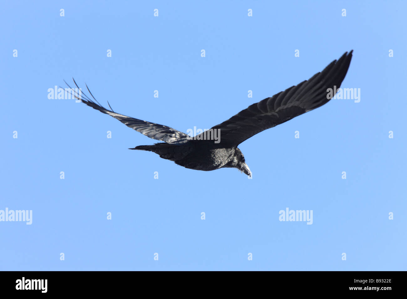 Raven in Flight Stock Photo - Alamy